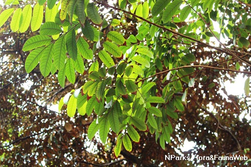 NParks | Canarium littorale