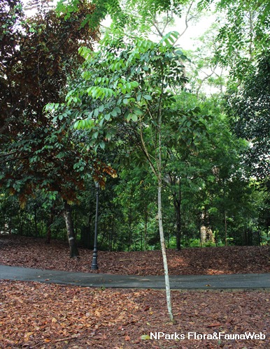 NParks | Canarium littorale