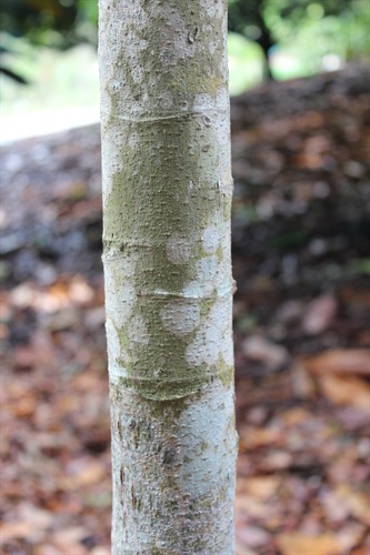 NParks | Canarium ovatum