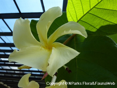 NParks | Chonemorpha fragrans