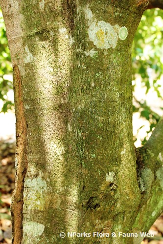 NParks | Cinnamomum burmannii