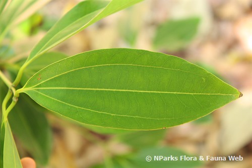 NParks | Cinnamomum burmannii