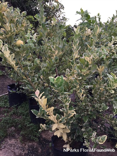 NParks | Citrus limon 'Variegata'