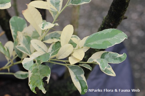 NParks | Citrus limon 'Variegata'