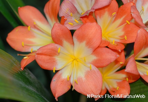 NParks | Clivia miniata