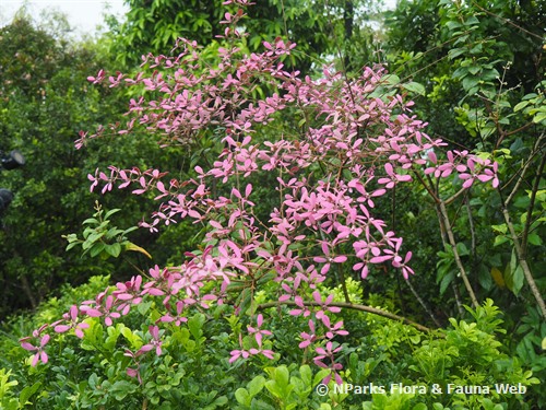 NParks | Congea velutina