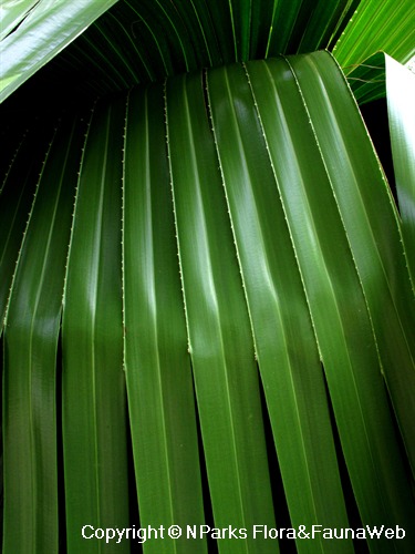 NParks | Copernicia macroglossa