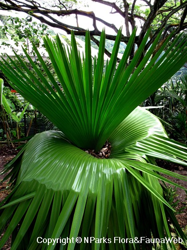 NParks | Copernicia macroglossa