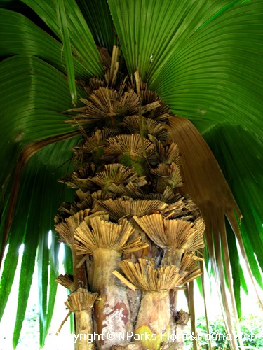 NParks | Copernicia macroglossa