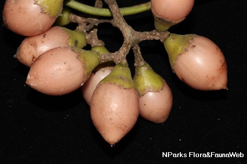 NParks | Cordia dichotoma