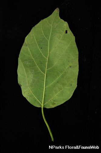 NParks | Cordia dichotoma