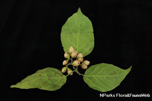 NParks | Cordia dichotoma