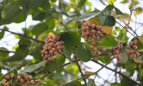 NParks | Cordia dichotoma