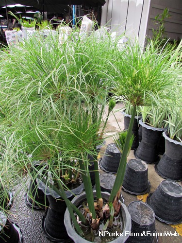 NParks | Cyperus digitatus