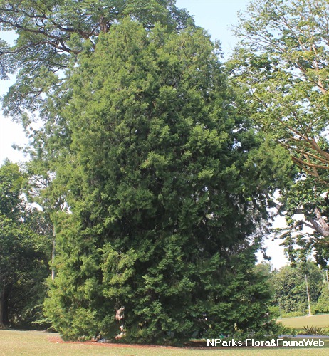 NParks | Dacrycarpus imbricatus