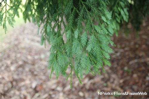 NParks | Dacrycarpus imbricatus