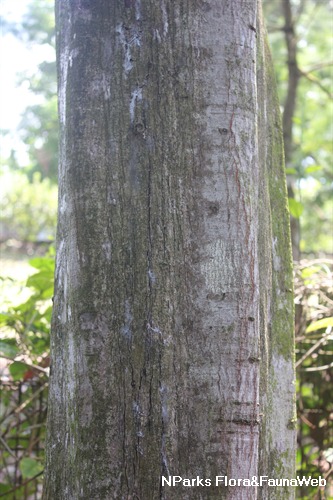 NParks | Dacryodes rostrata