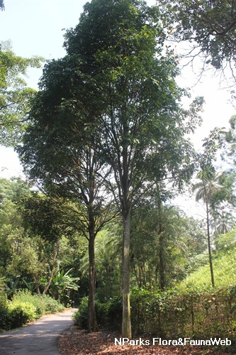 NParks | Dacryodes rostrata