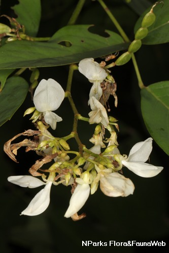 NParks | Dendrolobium umbellatum