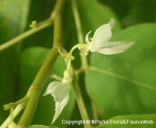 NParks | Dendrolobium umbellatum