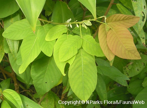 NParks | Dendrolobium umbellatum