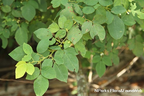 NParks | Dendrolobium umbellatum