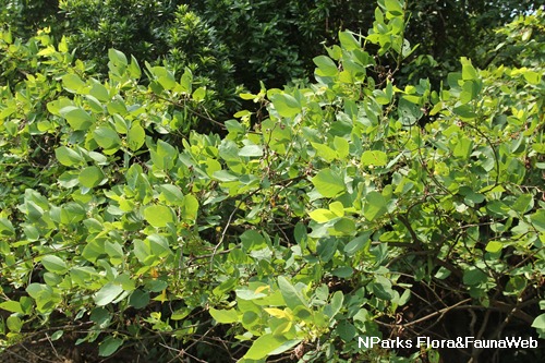 NParks | Dendrolobium umbellatum