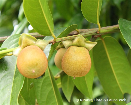 NParks | Diospyros tristis