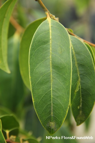 NParks | Diospyros lanceifolia