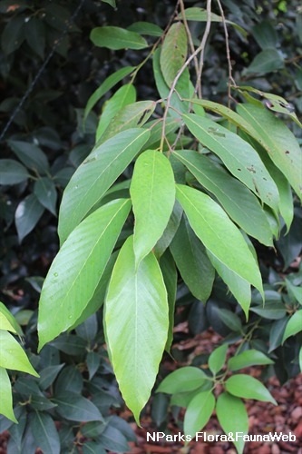 NParks | Dipterocarpus chartaceus