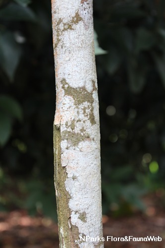 NParks | Dipterocarpus chartaceus