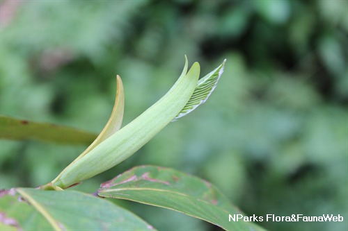 NParks | Dipterocarpus fagineus