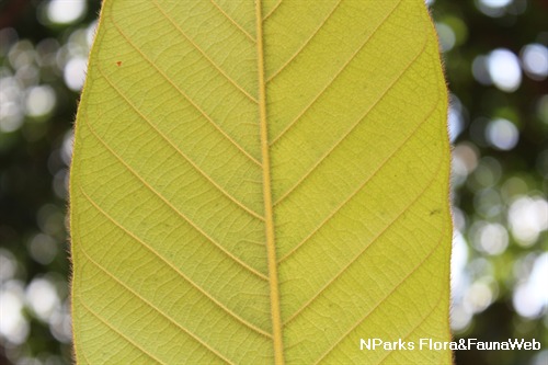 NParks | Dipterocarpus rigidus