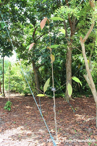 NParks | Dipterocarpus rigidus