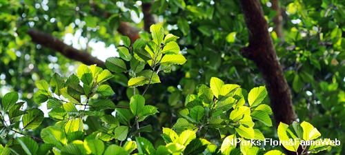 NParks | Dipterocarpus sublamellatus