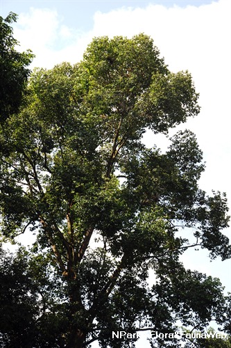 NParks | Dipterocarpus sublamellatus