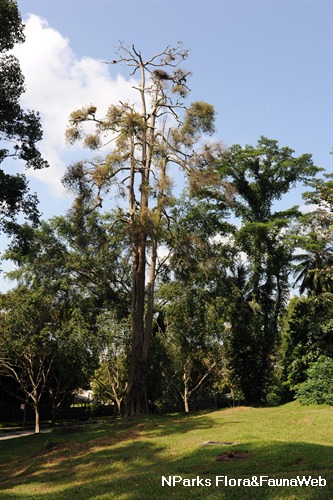 NParks | Dipterocarpus sublamellatus