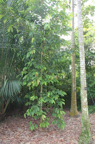 NParks | Dipterocarpus tempehes