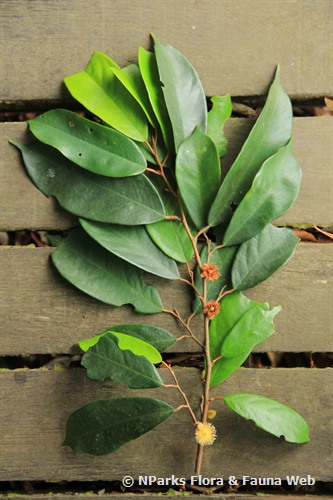 NParks | Durio griffithii