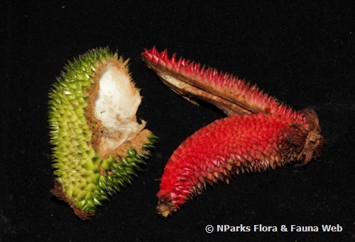 NParks | Durio griffithii