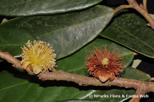 NParks | Durio griffithii