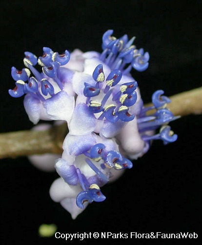 NParks | Memecylon coeruleum