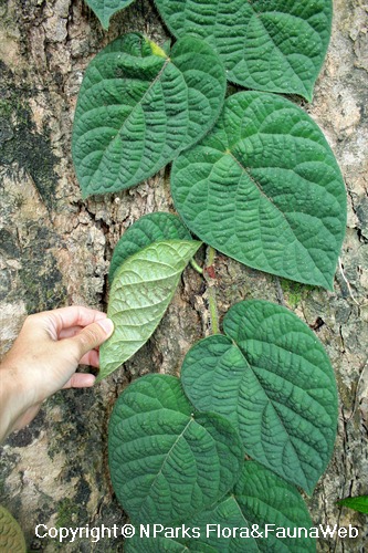 NParks | Ficus villosa