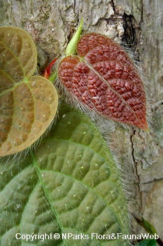 NParks | Ficus villosa