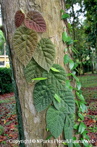 NParks | Ficus villosa
