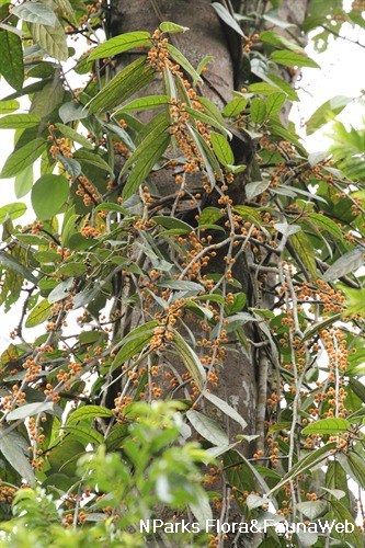 NParks | Ficus villosa