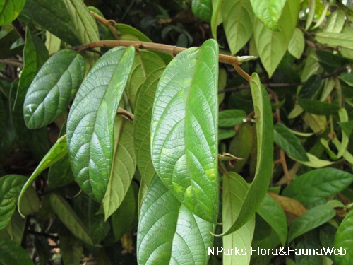 NParks | Ficus villosa