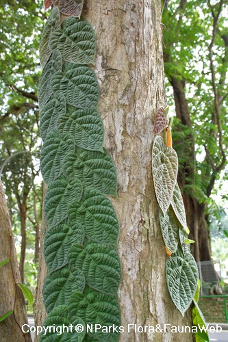 NParks | Ficus villosa