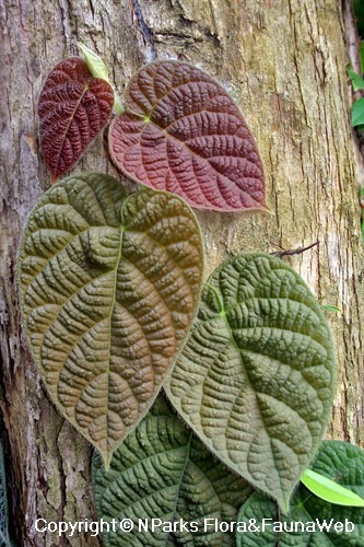 NParks | Ficus villosa