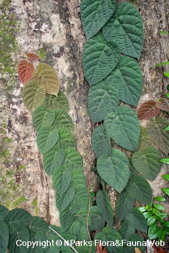 NParks | Ficus villosa